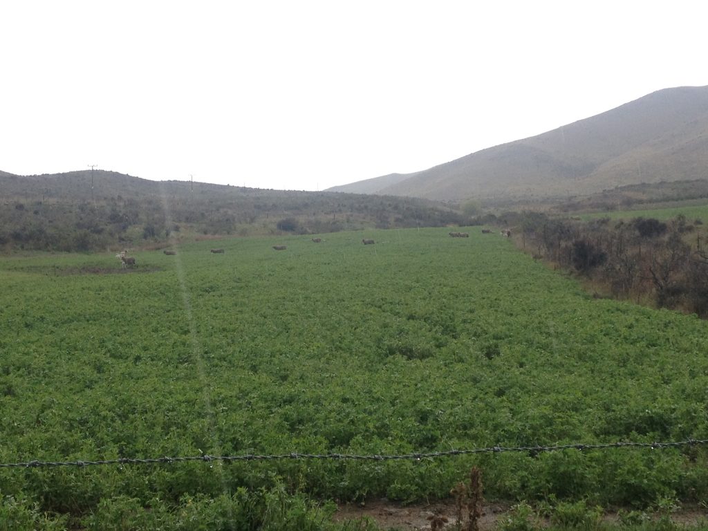 Lambing on Lucerne – Year 2 – Dryland Pastures