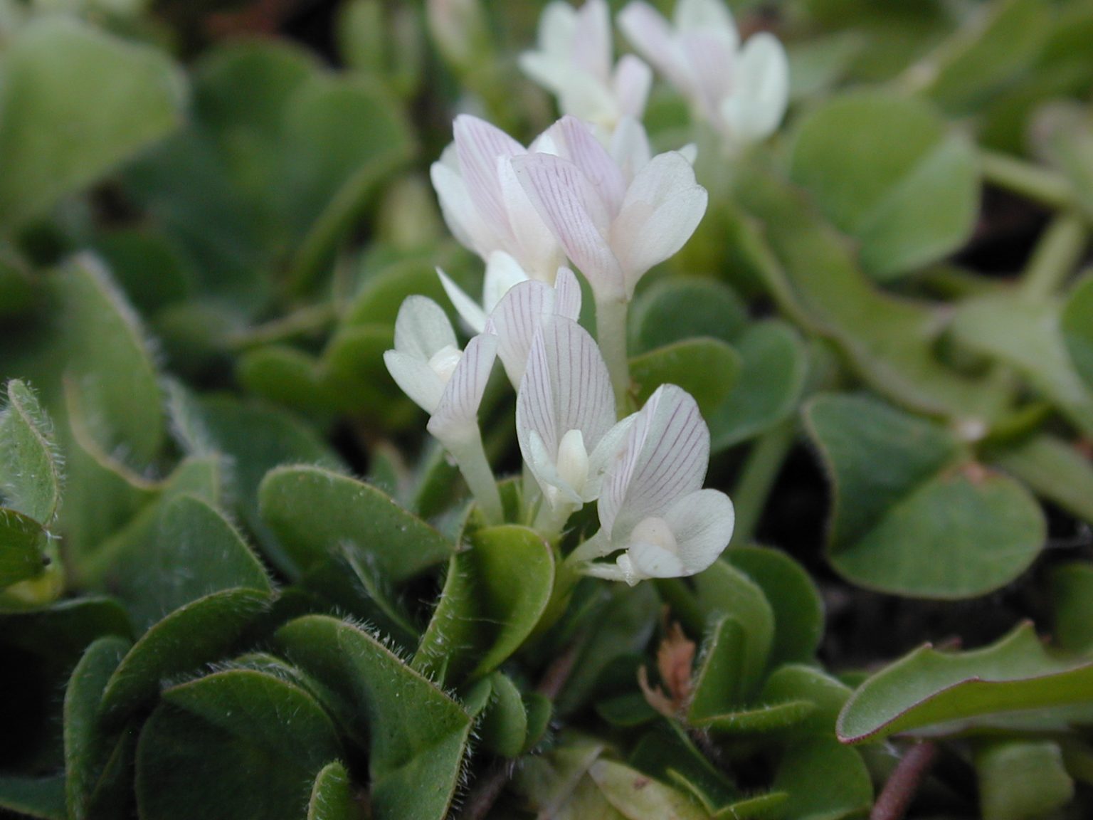 NZ Subterranean clover guide available now – Dryland Pastures