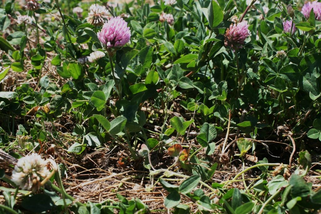 Sub clover dies late spring: to bury or not to bury? That’s the ...