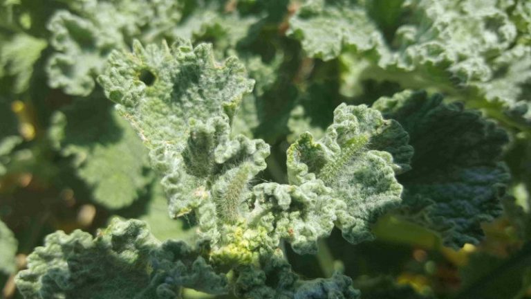 Horehound Biological Control – Dryland Pastures