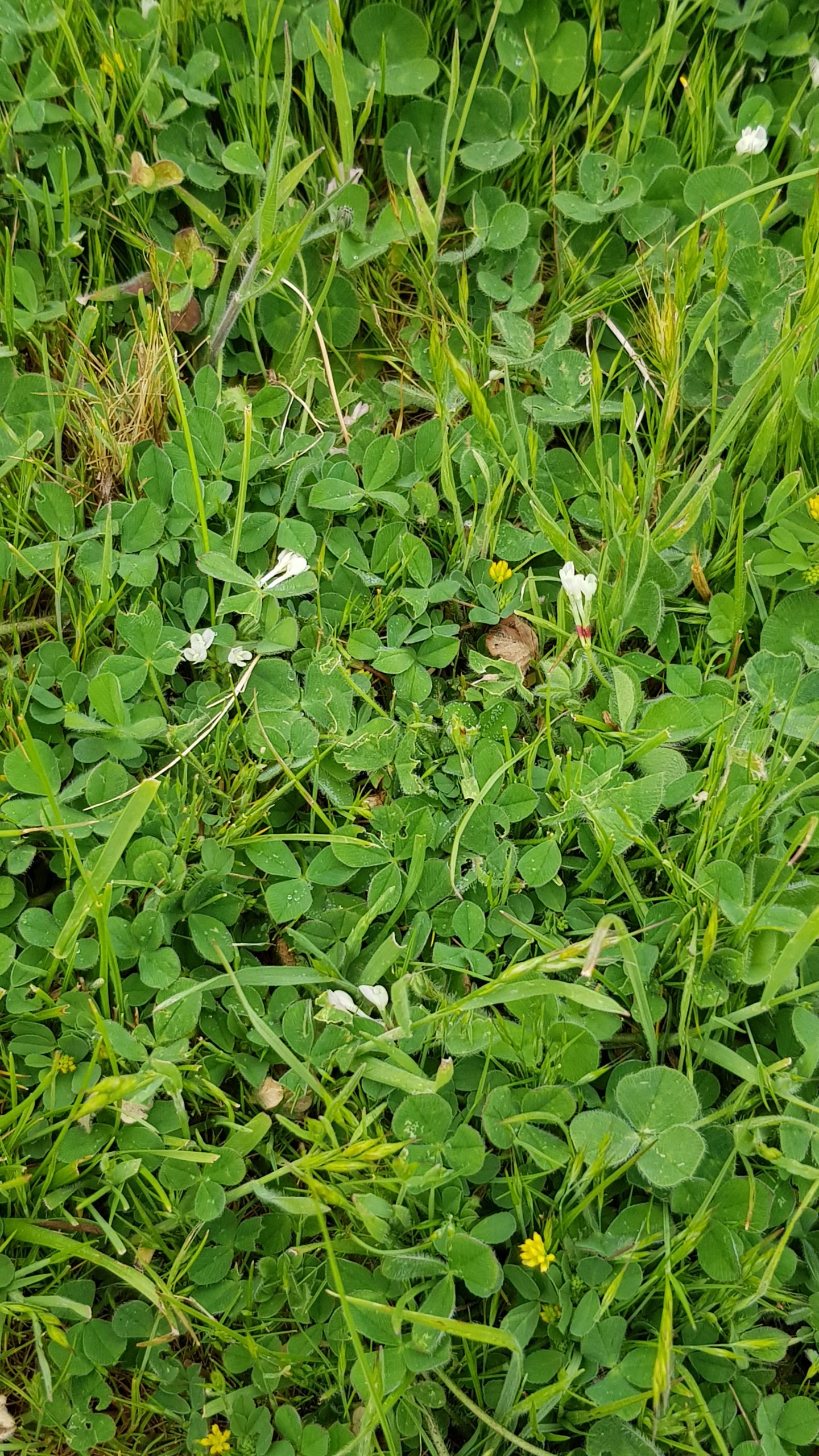 Spotlight on Legumes Field Day – Dryland Pastures