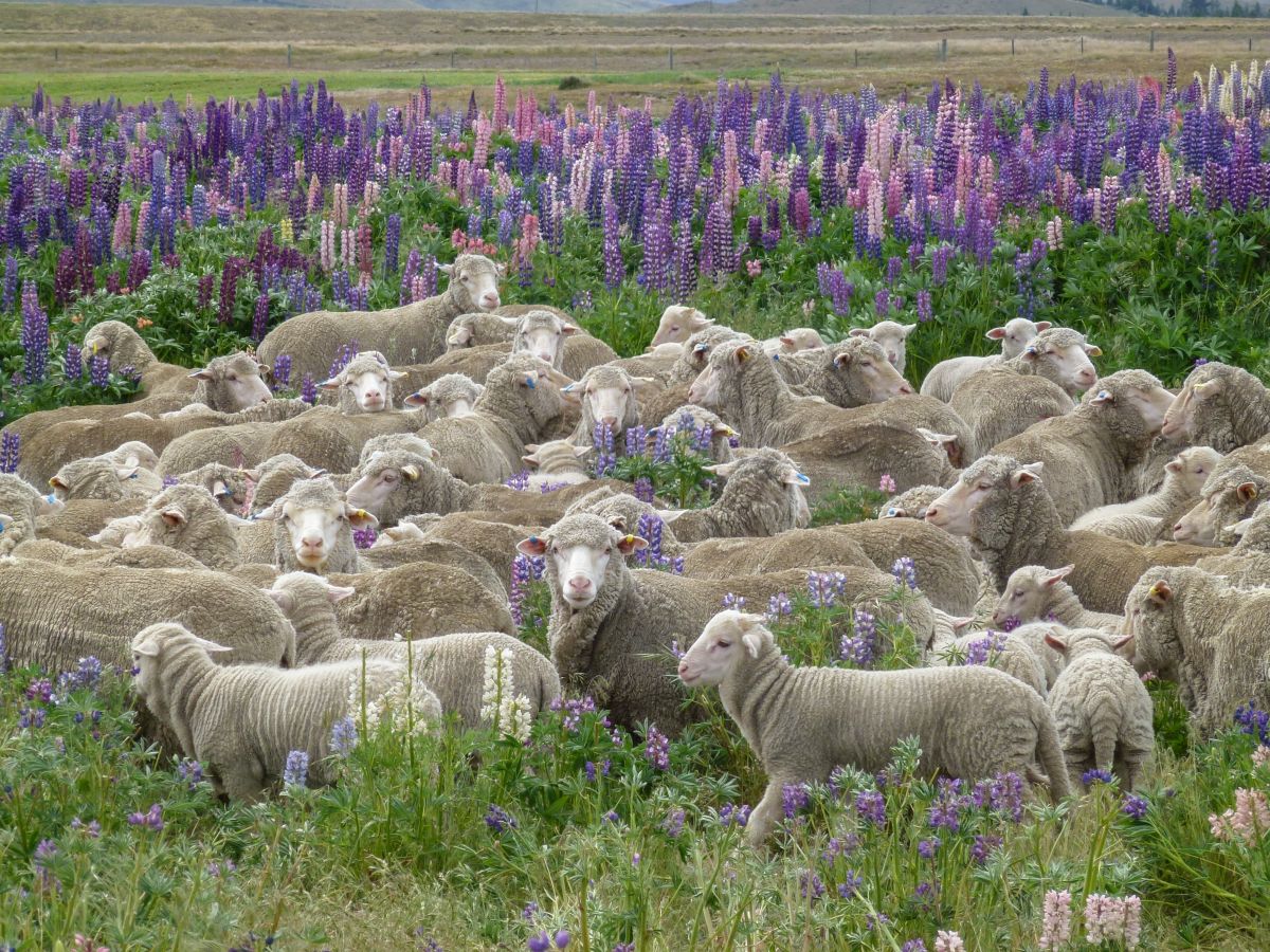 Dryland Pastures – For Farmers, by Lincoln University