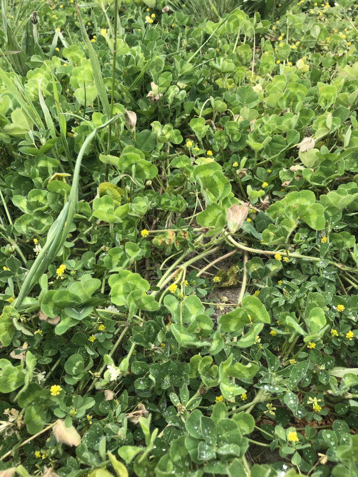Sub clover in Middlemarch – Dryland Pastures